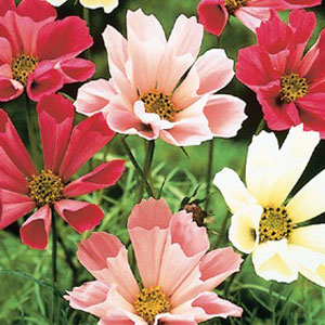 Cosmos-Seashells – Jenny's Edibles & Blooms