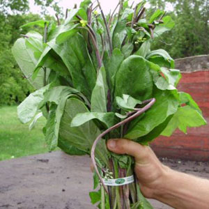 Hon-Tsai-Tai – Jenny's Edibles & Blooms