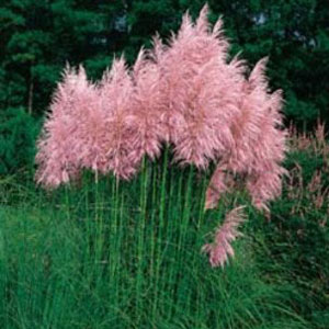 Pampas-Grass-Pink-Feather – Jenny's Edibles & Blooms